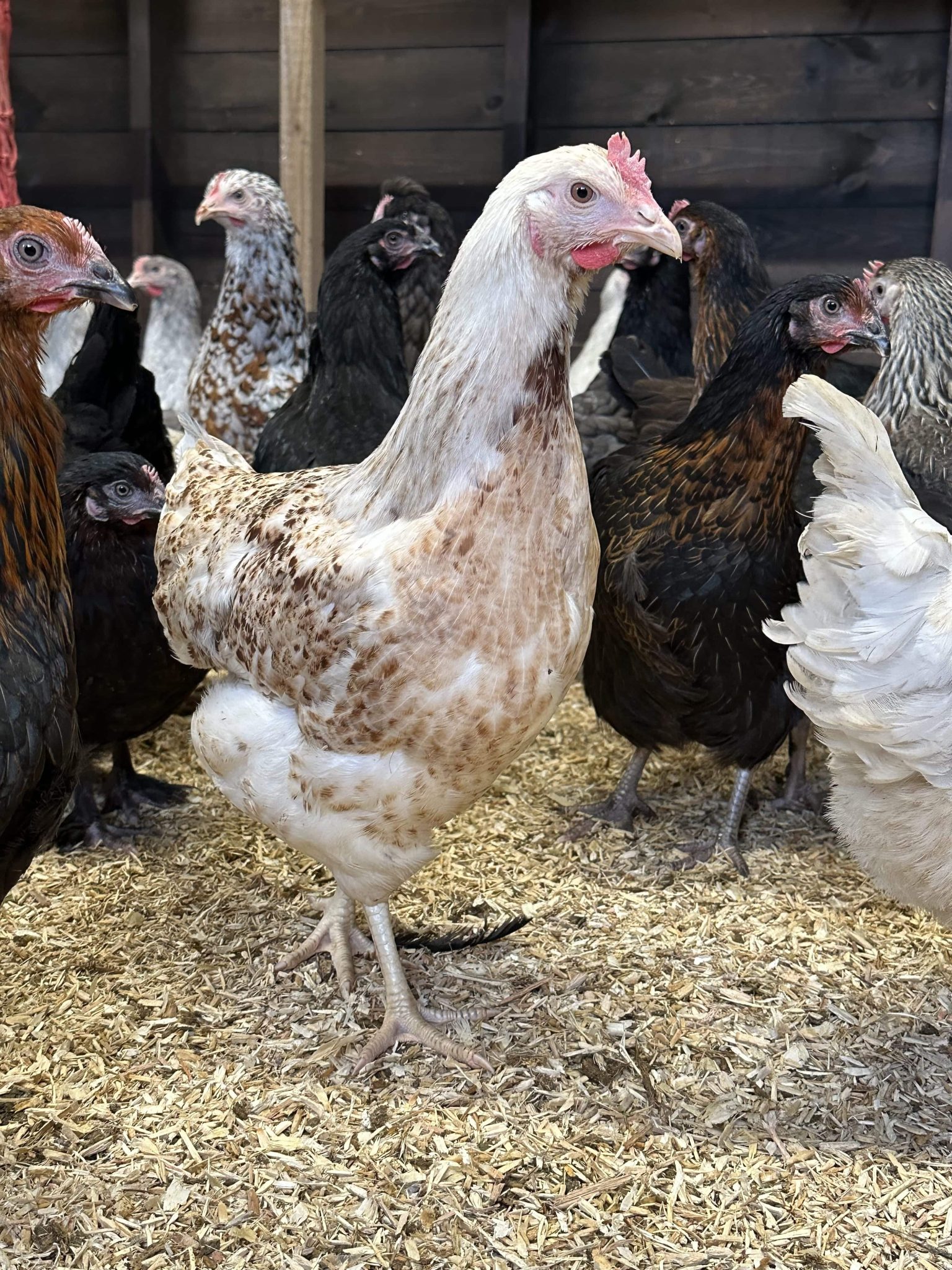 Point of Lay Hens & Growers – New Cottage Poultry
