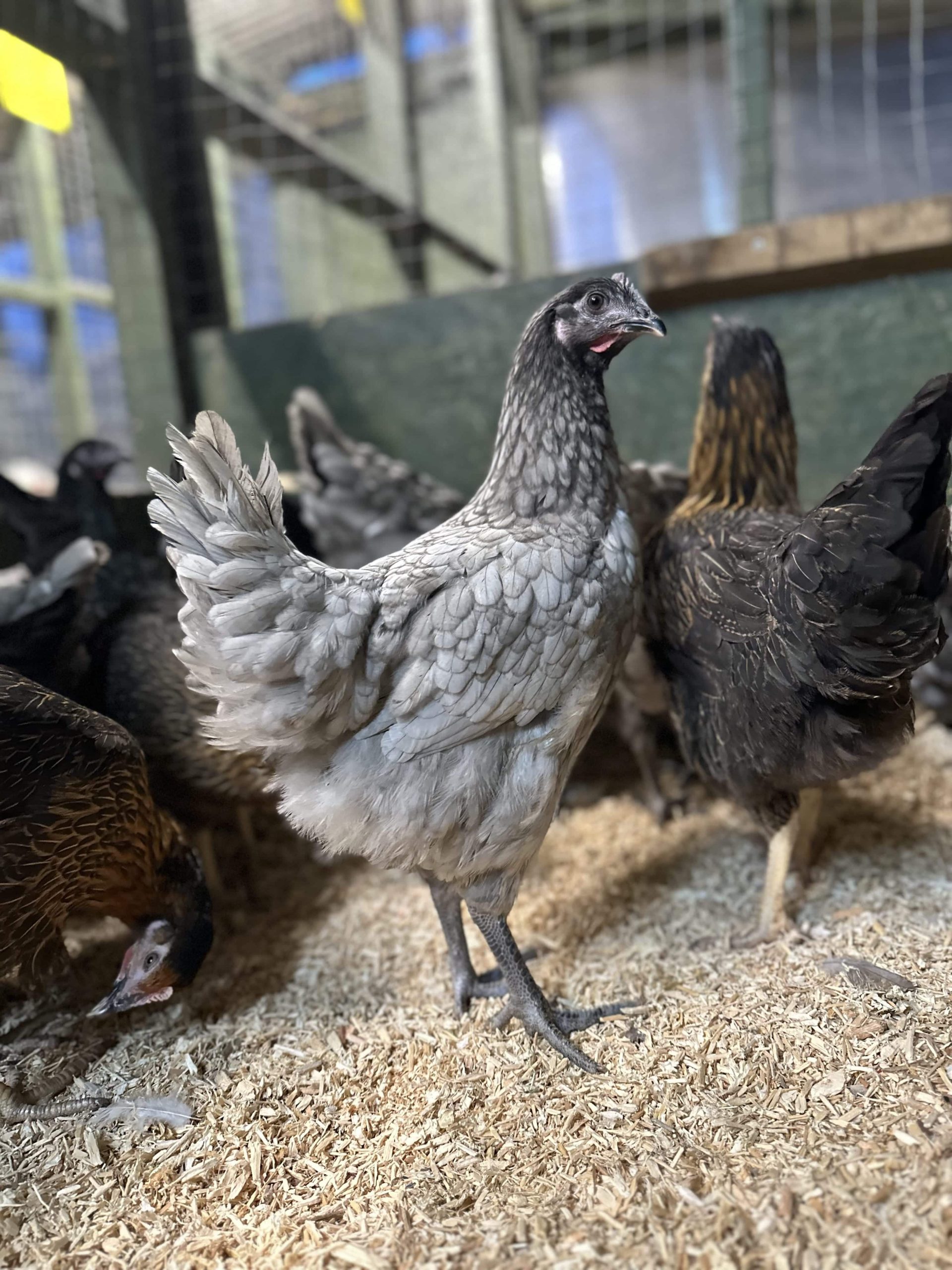Hybrid Point of Lay Hens – New Cottage Poultry