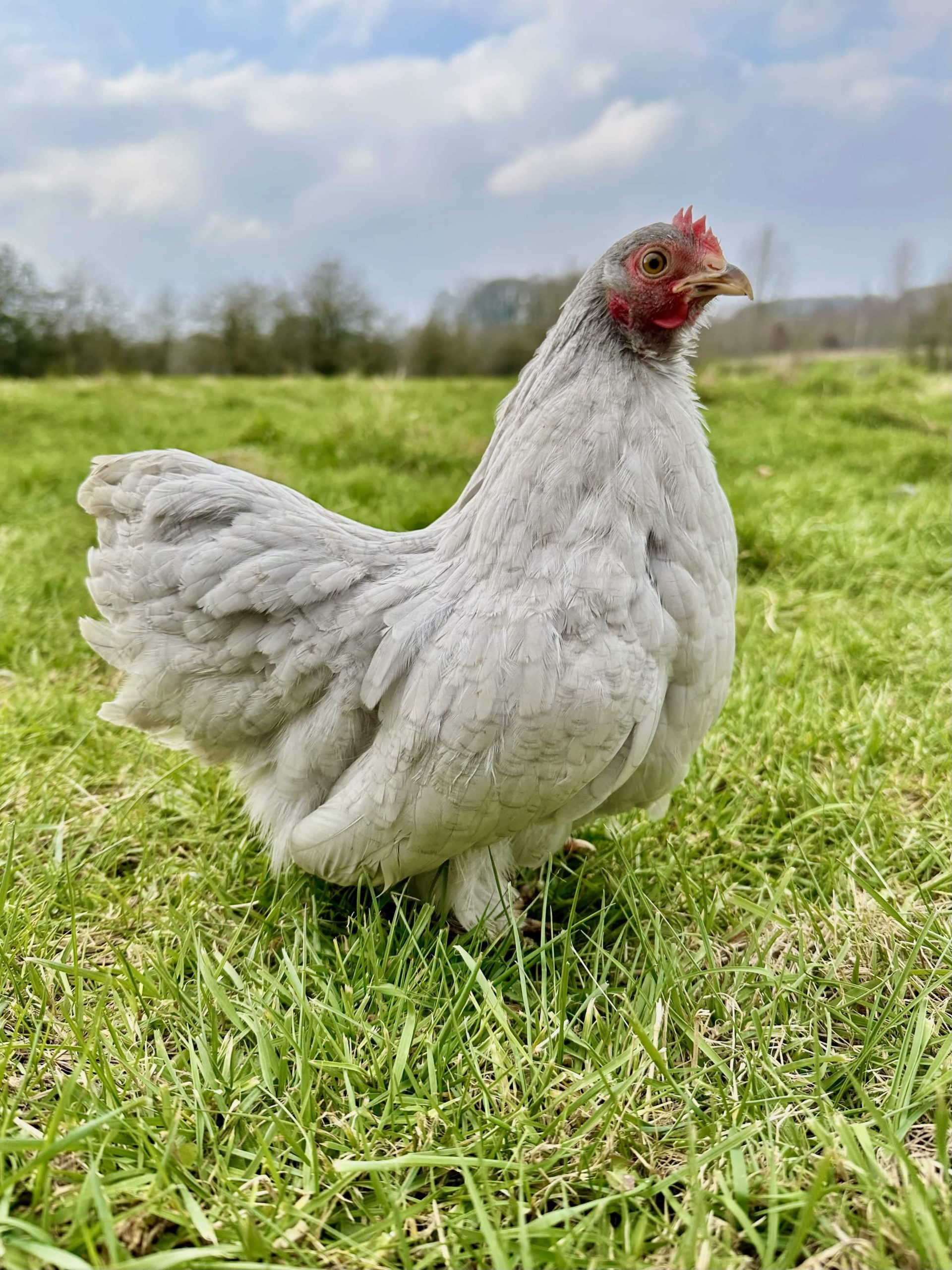 Gallery – New Cottage Poultry