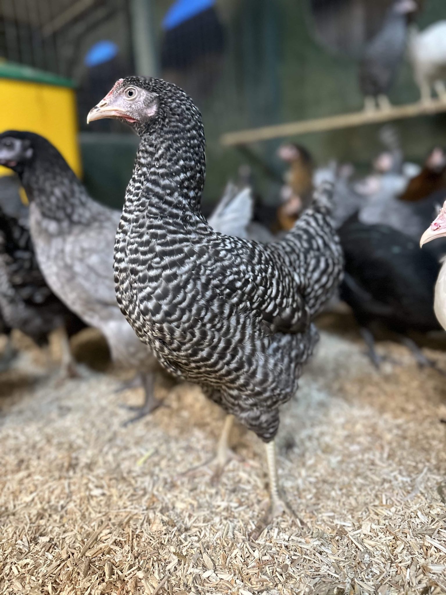 Hybrid Point of Lay Hens – New Cottage Poultry