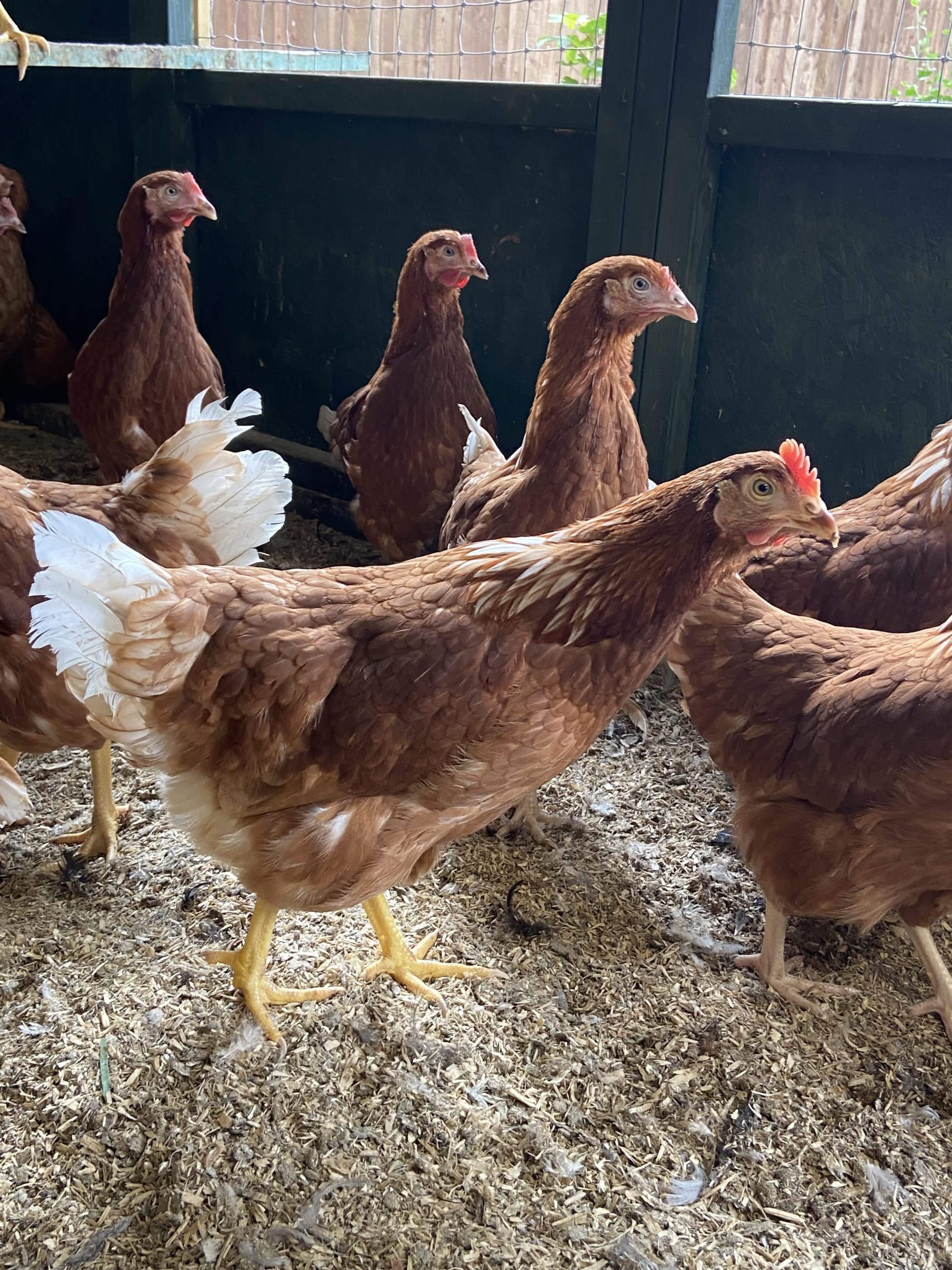 Gallery – New Cottage Poultry