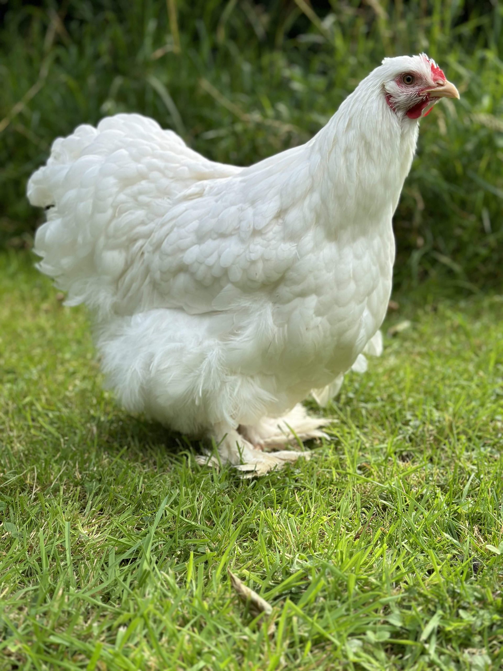 Gallery – New Cottage Poultry