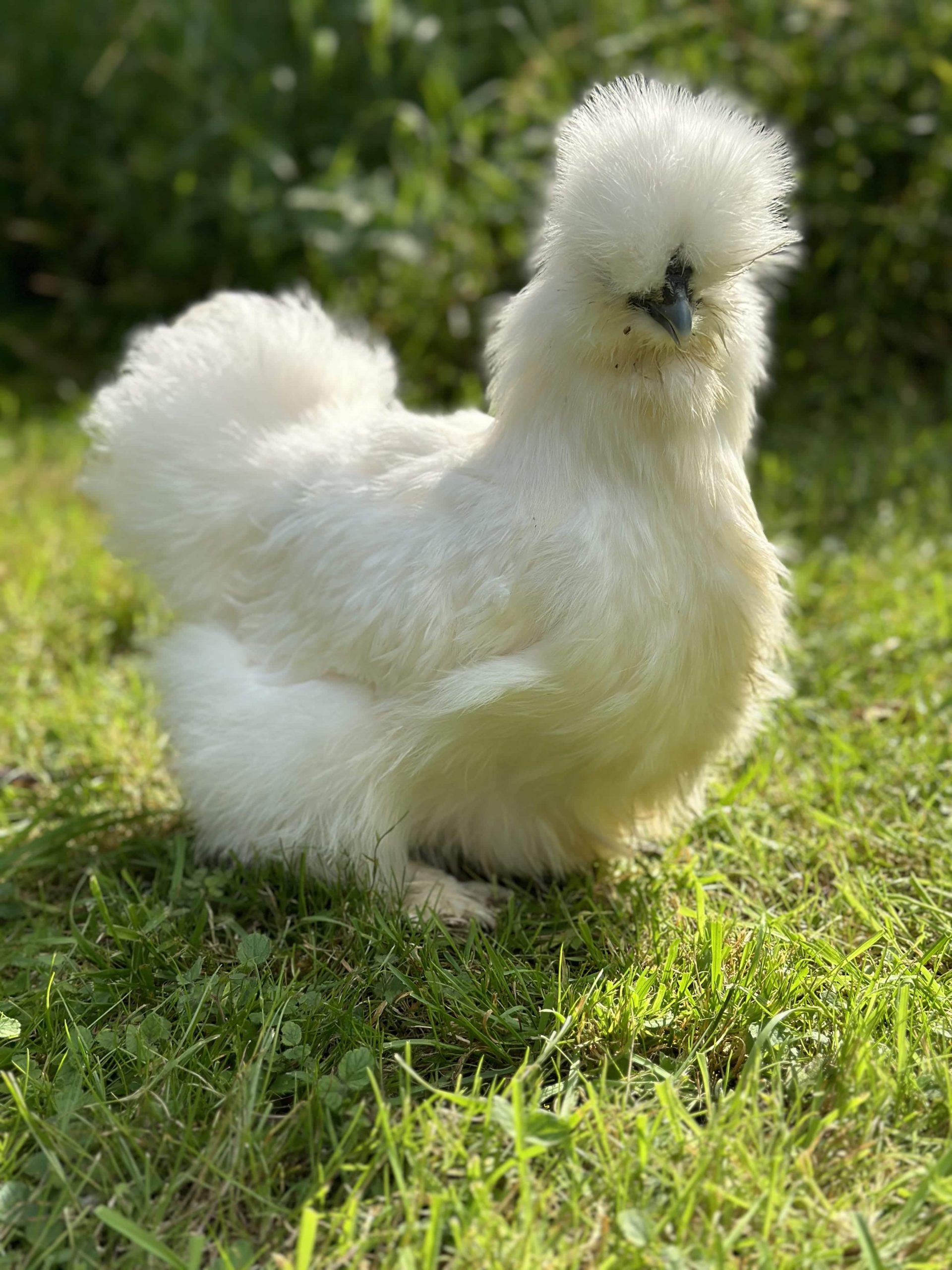 Gallery – New Cottage Poultry