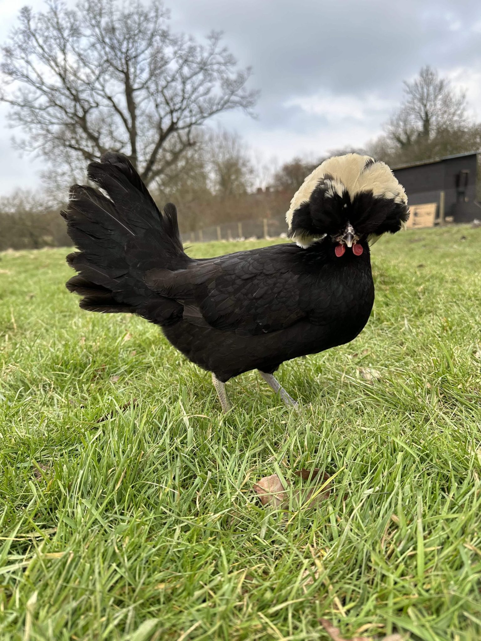 Bantams – New Cottage Poultry