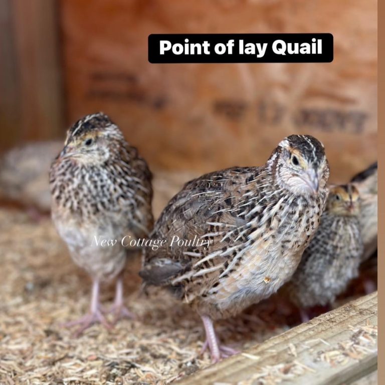 New Cottage Poultry – Poultry Breeder near Ashby-de-la-Zouch ...