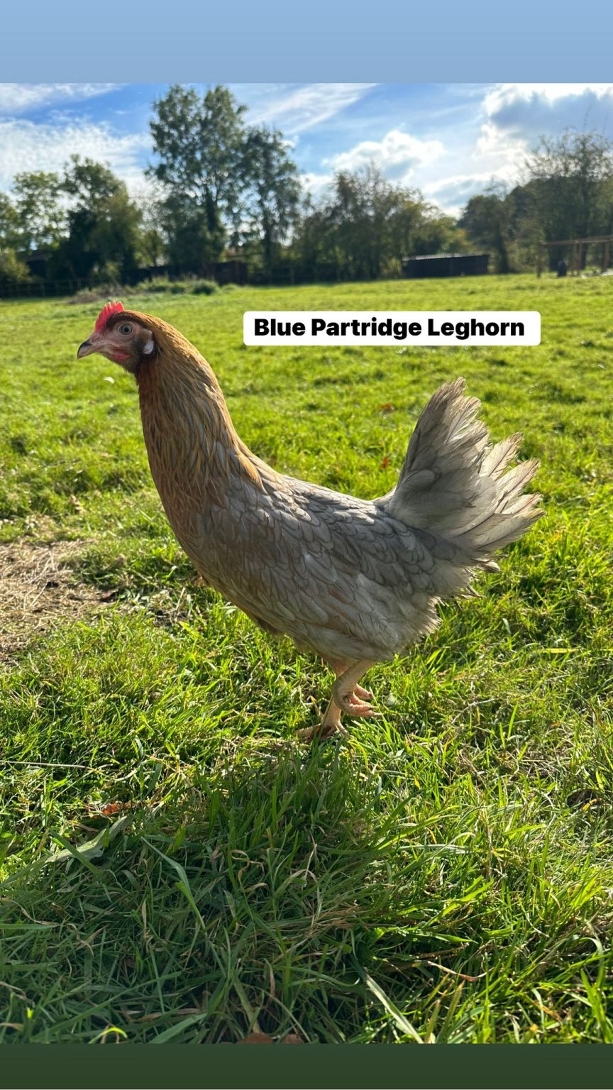 Point of Lay Hens & Growers – New Cottage Poultry