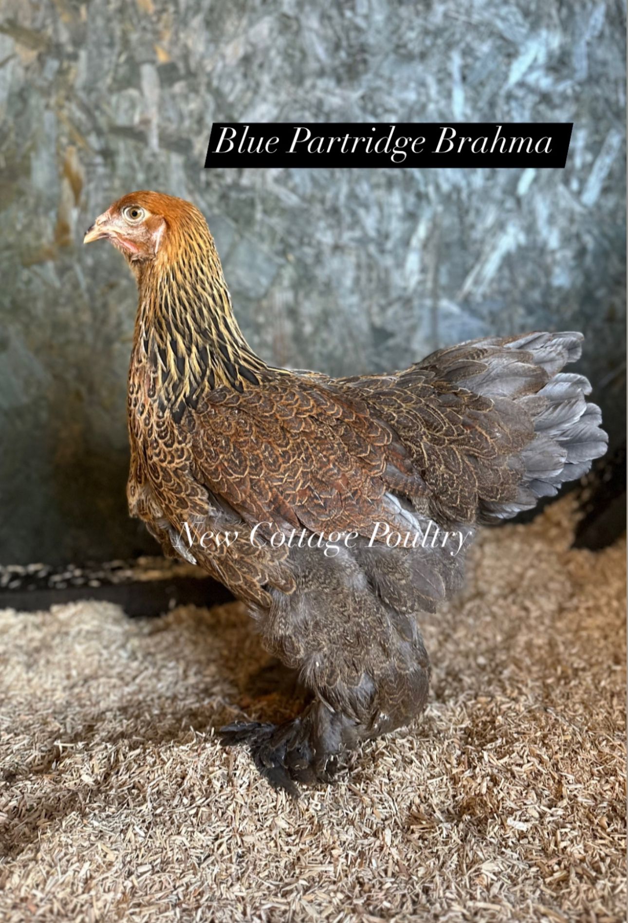 Pure Breed Hens – New Cottage Poultry