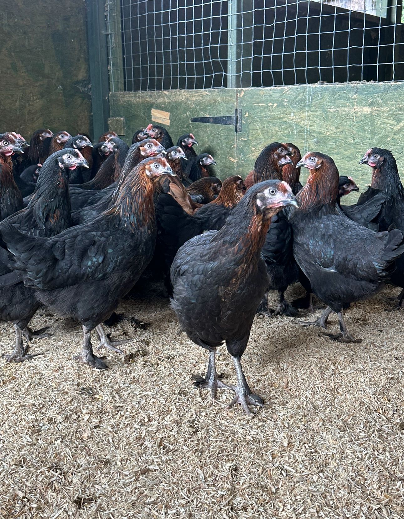 Point of Lay Hens & Growers – New Cottage Poultry
