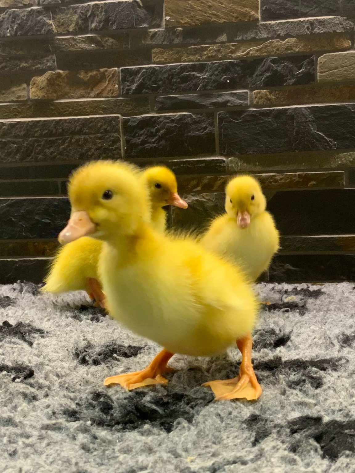 Duckings & Ducks – New Cottage Poultry