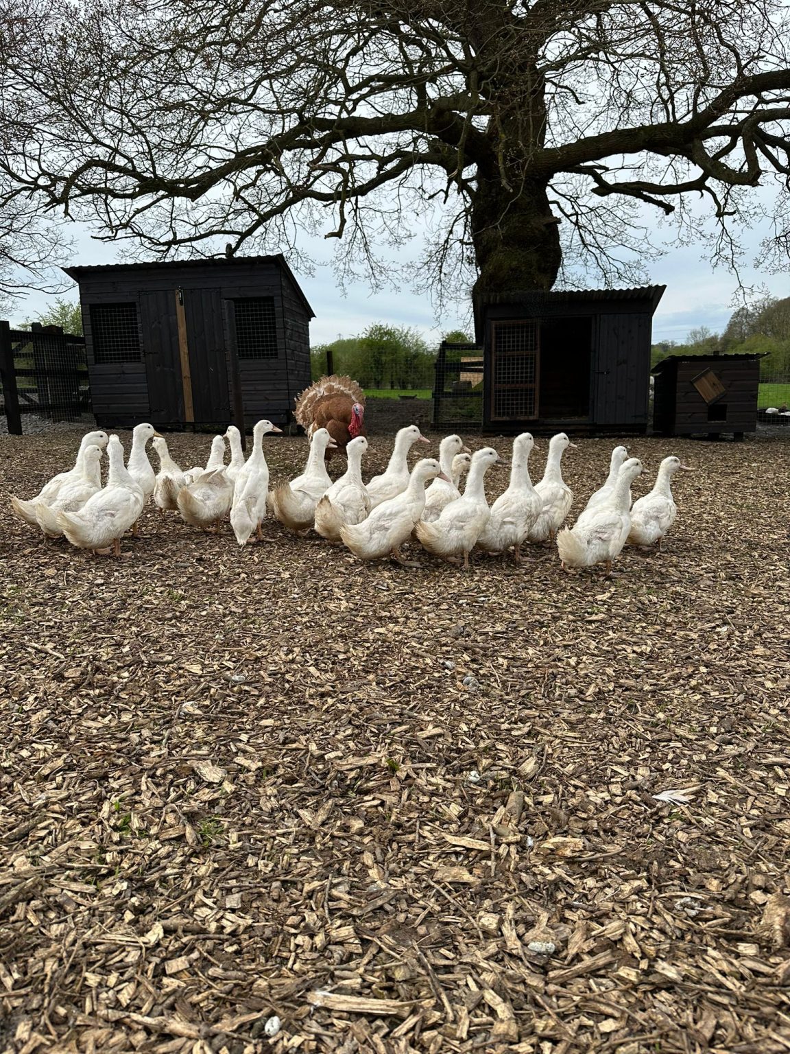 Duckings & Ducks – New Cottage Poultry