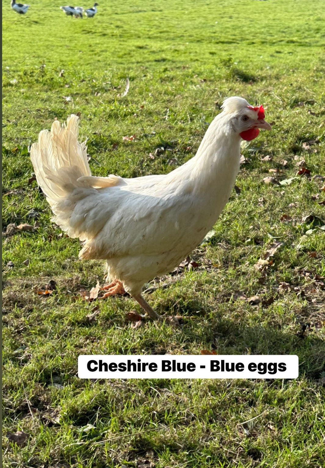 Hybrid Point of Lay Hens – New Cottage Poultry