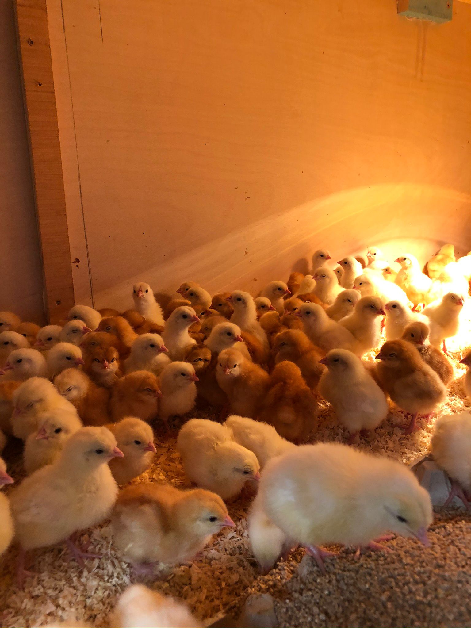 Chicks – New Cottage Poultry