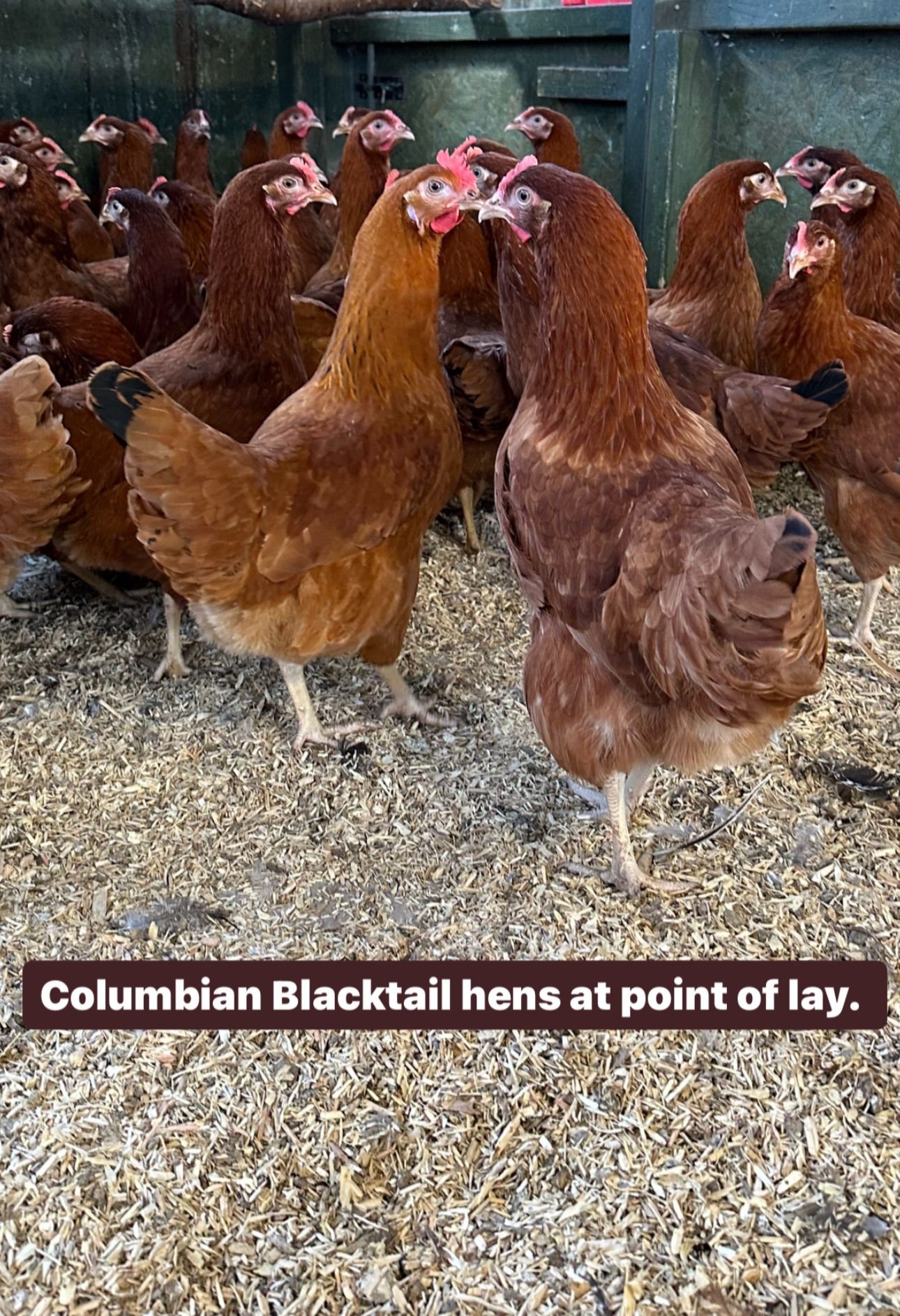 Hybrid Point of Lay Hens – New Cottage Poultry