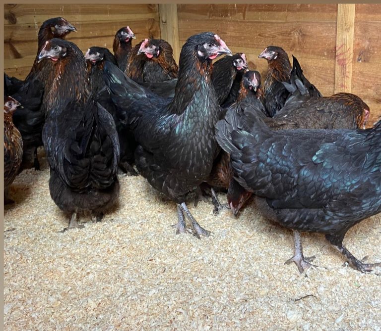 Pure Breed Hens – New Cottage Poultry