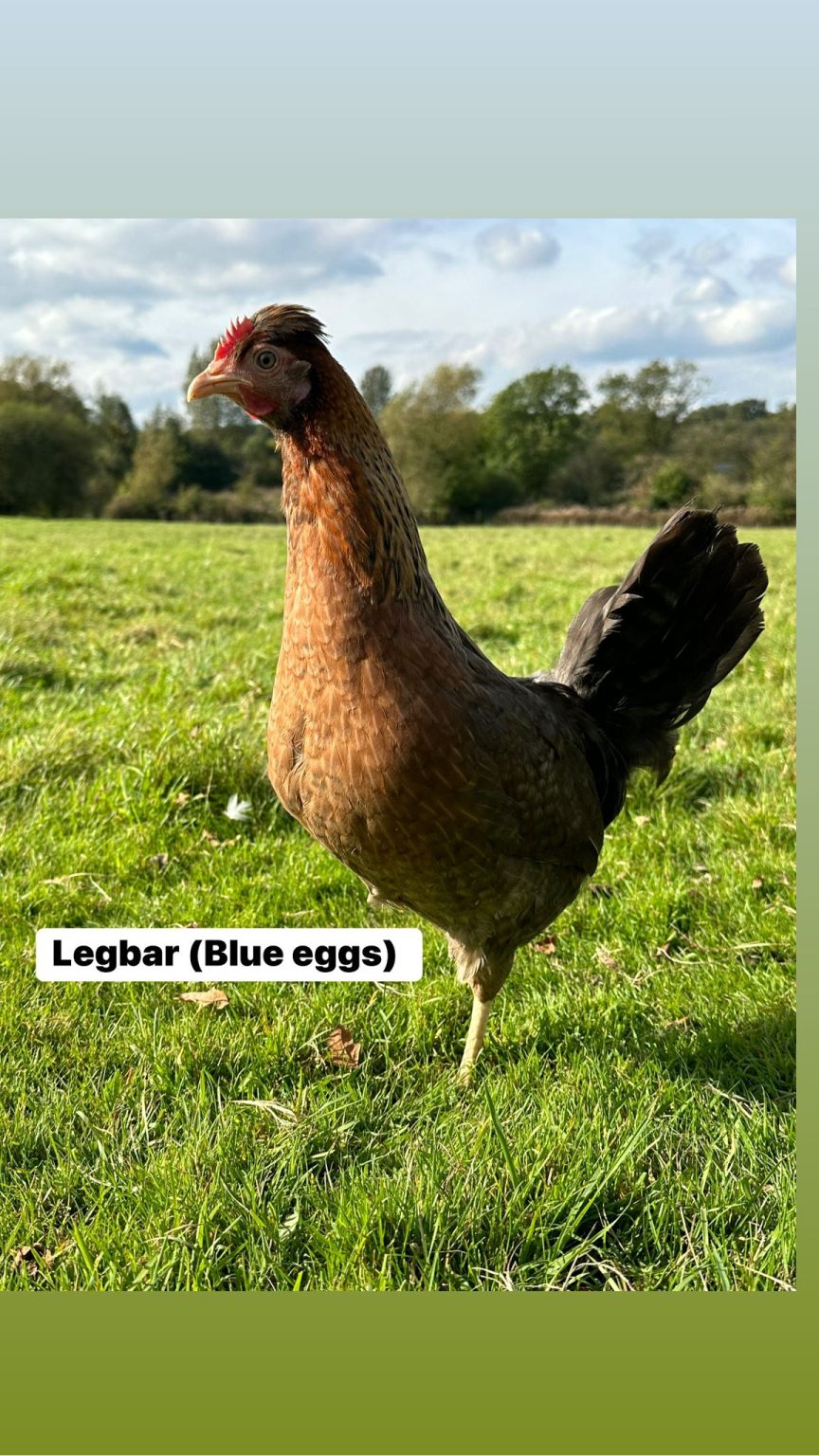 Hybrid Point of Lay Hens – New Cottage Poultry