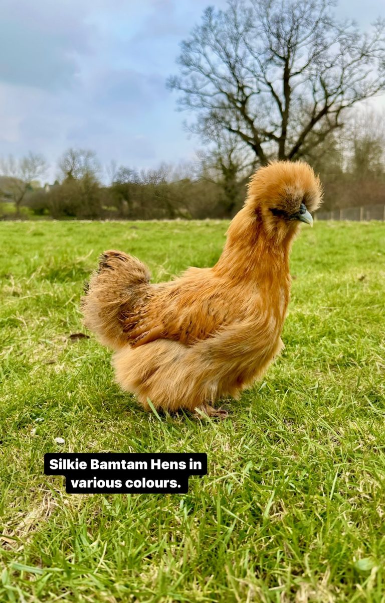 Bantams – New Cottage Poultry