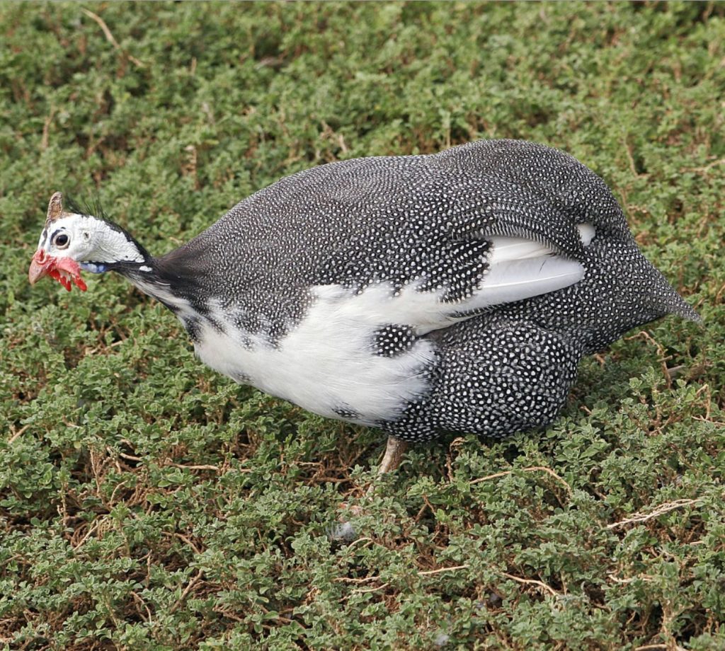Guinea Fowl – New Cottage Poultry