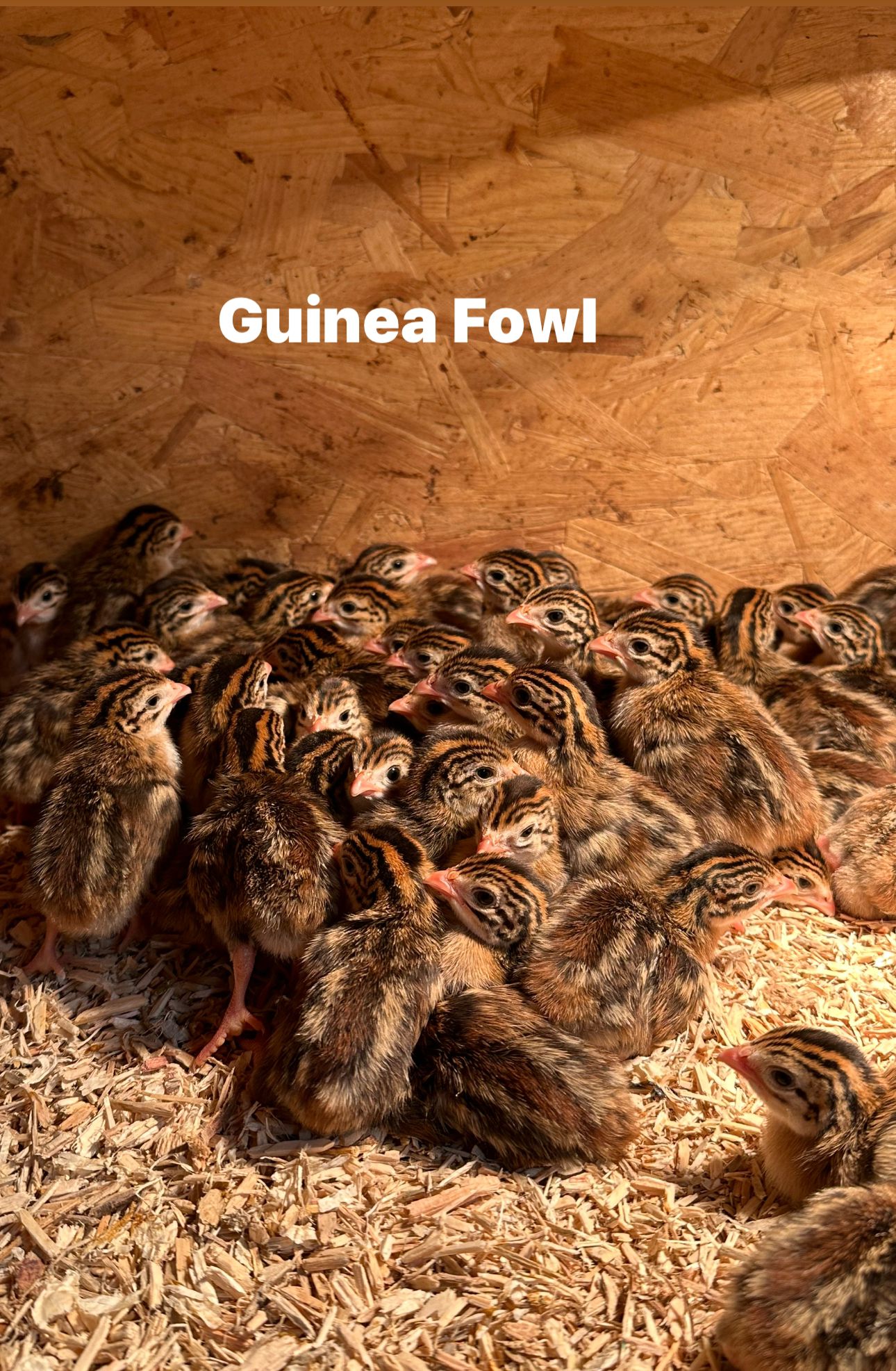 Guinea Fowl – New Cottage Poultry