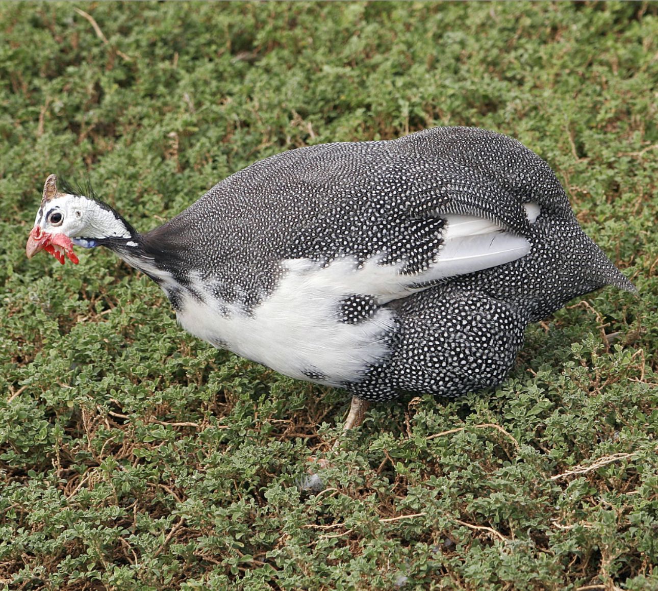 Guinea Fowl – New Cottage Poultry
