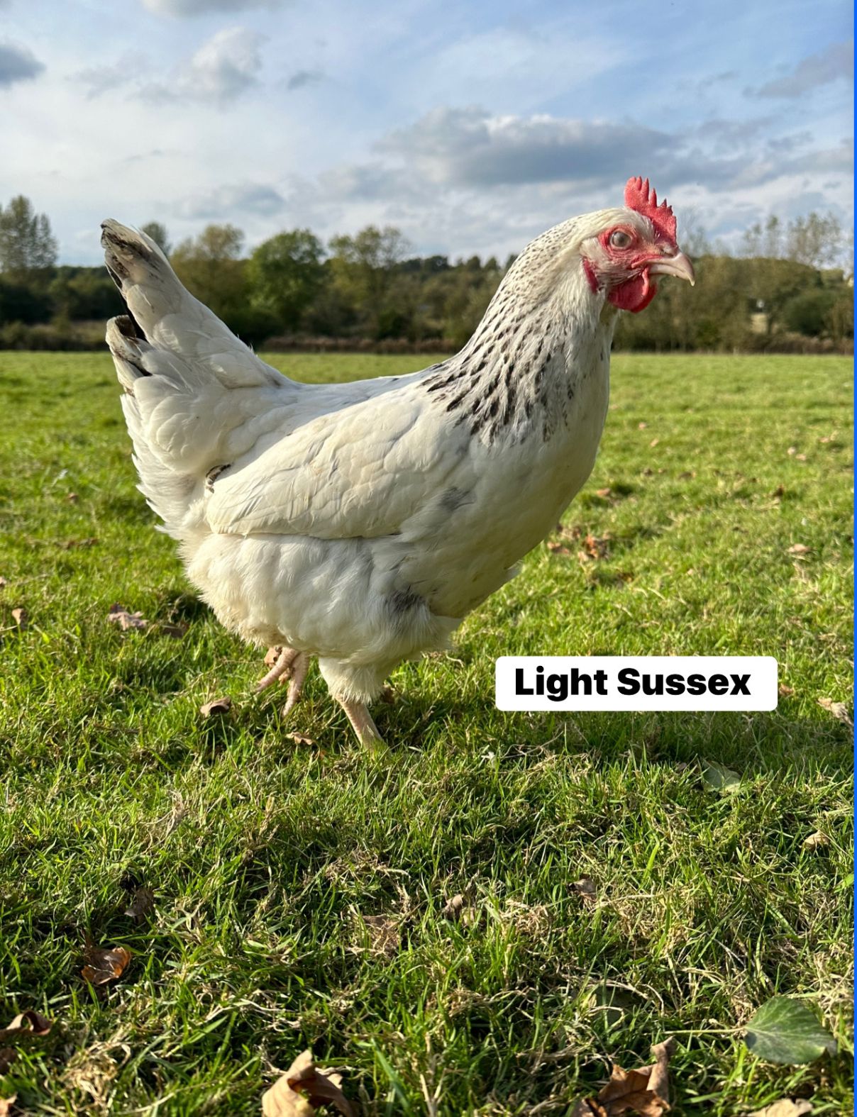 Hybrid Point of Lay Hens – New Cottage Poultry