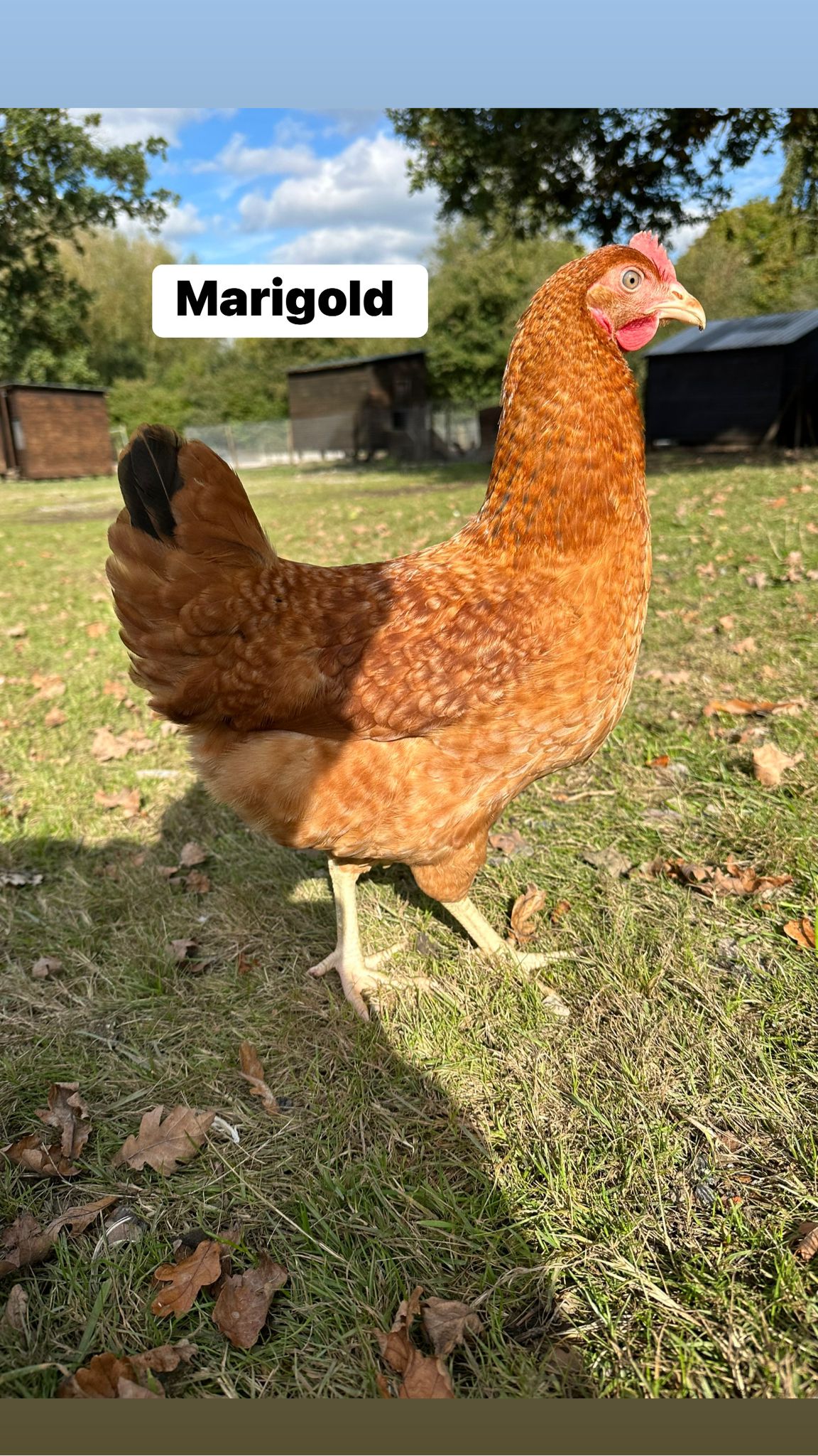 Hybrid Point of Lay Hens – New Cottage Poultry
