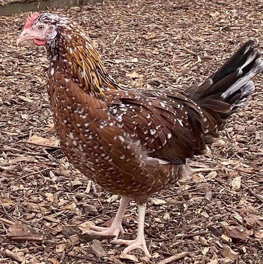 Hybrid Point of Lay Hens – New Cottage Poultry