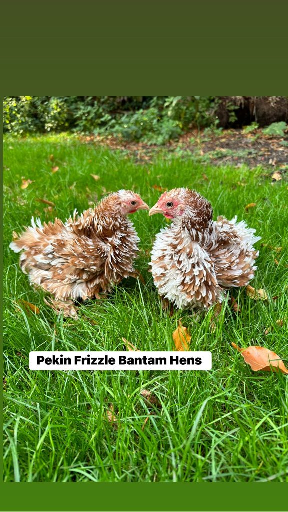 Bantams – New Cottage Poultry