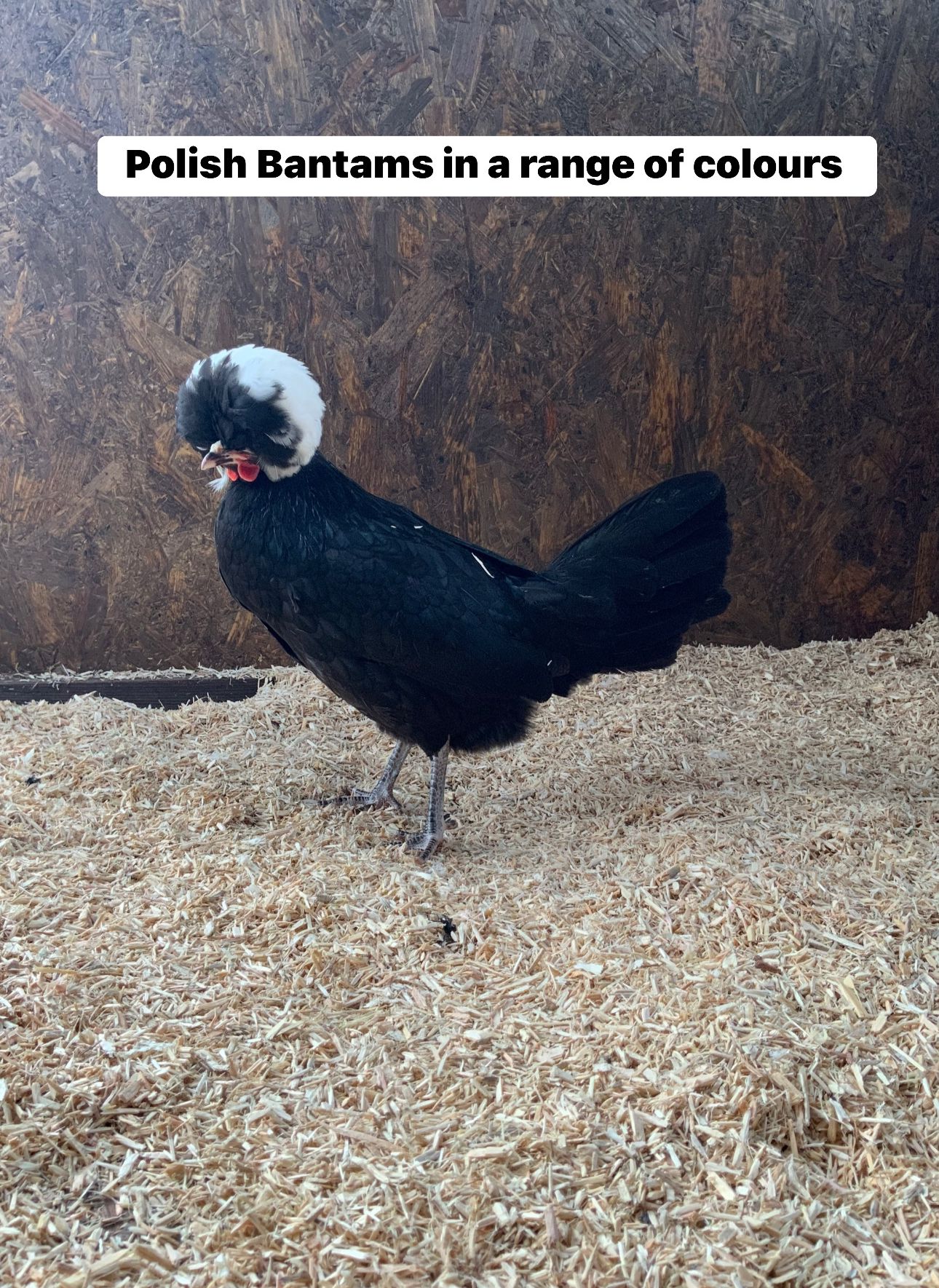 Bantams – New Cottage Poultry