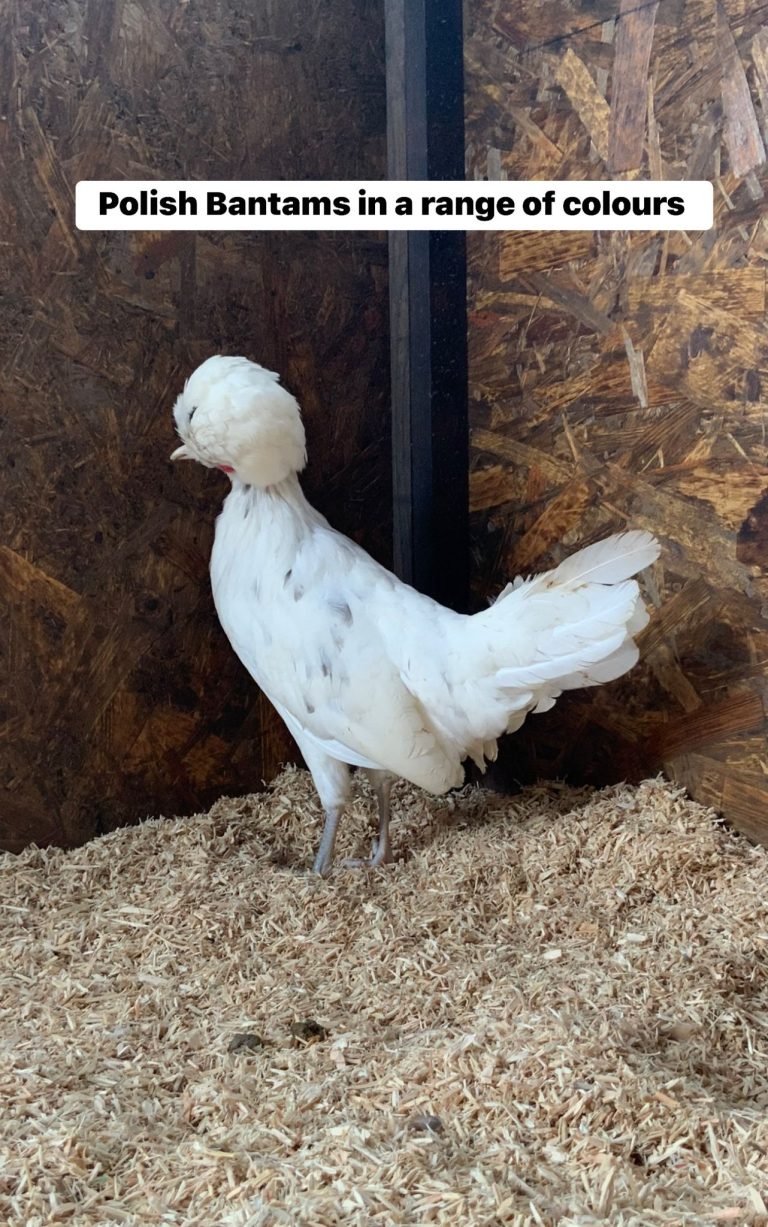 Bantams – New Cottage Poultry