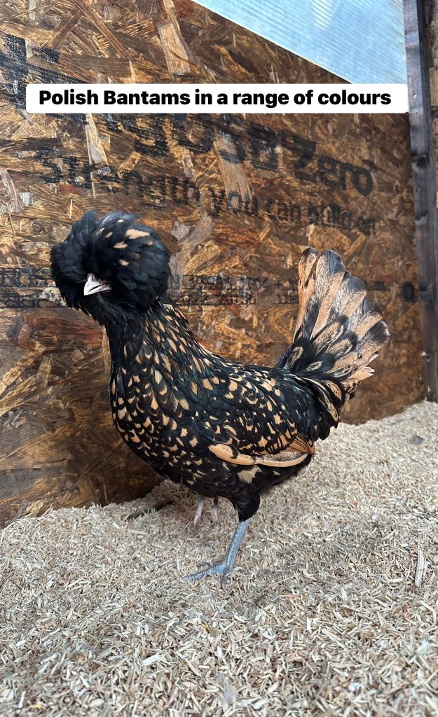 Bantams – New Cottage Poultry