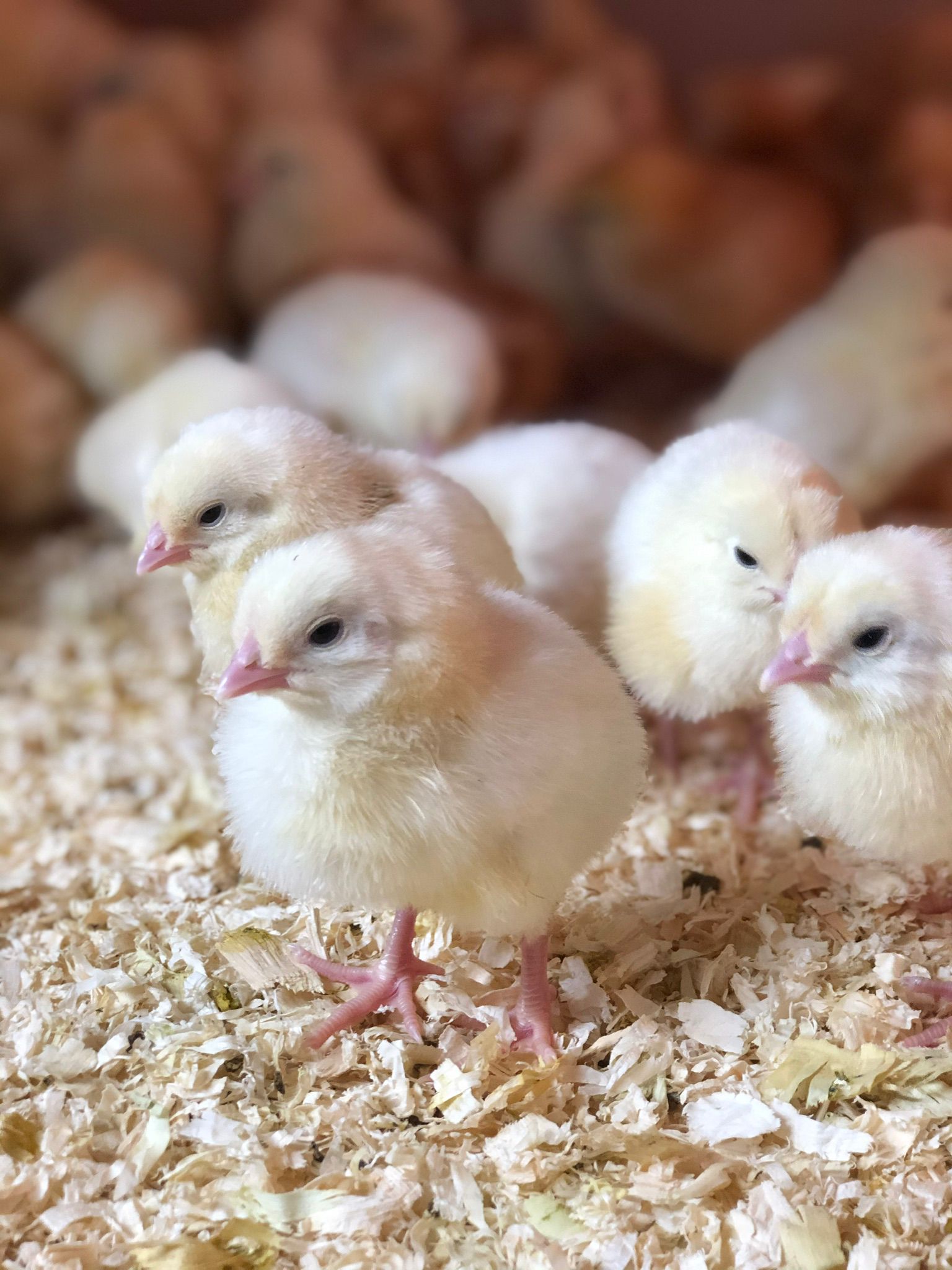 Chicks – New Cottage Poultry