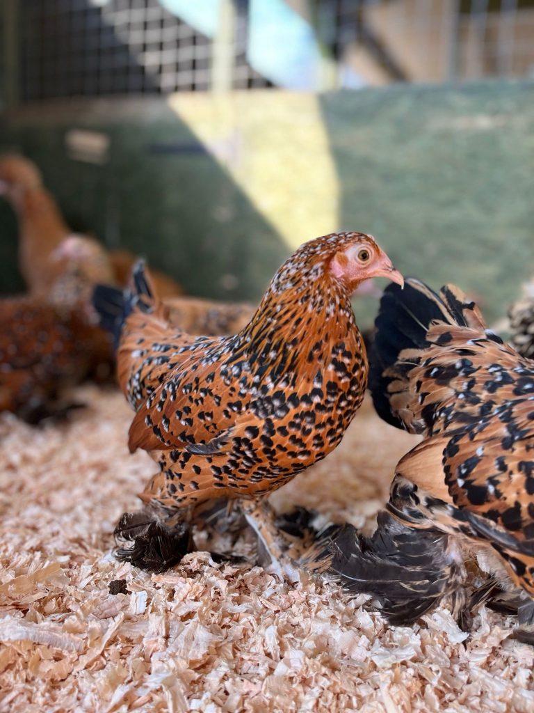 Bantams – New Cottage Poultry