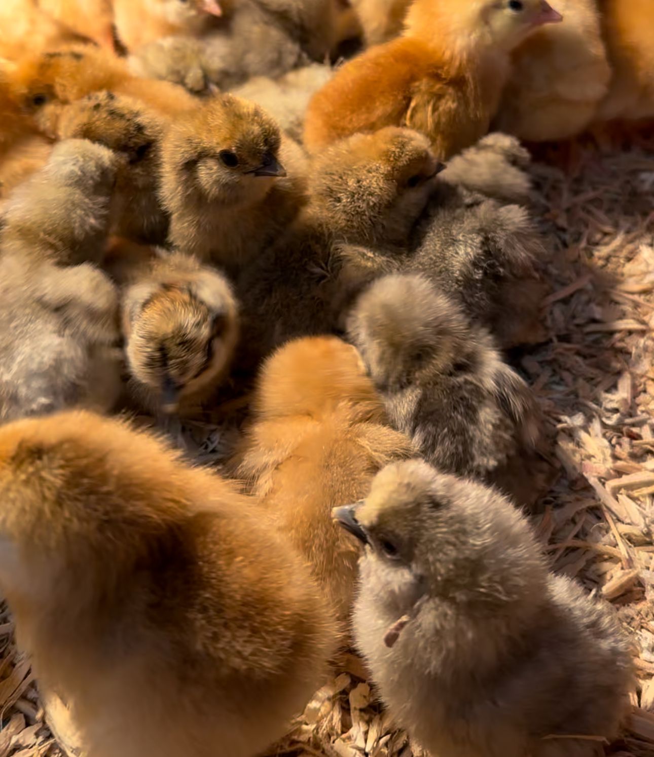 Chicks – New Cottage Poultry