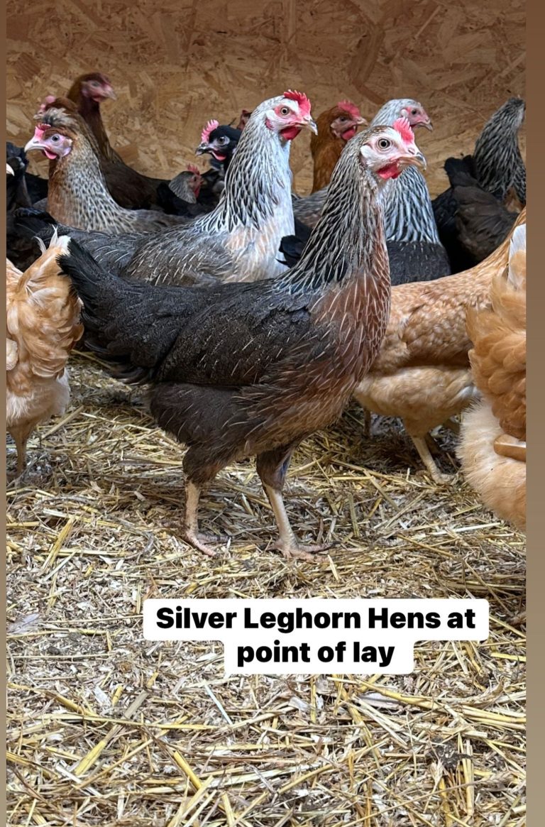 Hybrid Point of Lay Hens – New Cottage Poultry