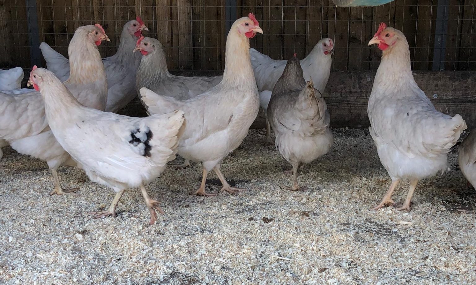 Hybrid Point of Lay Hens – New Cottage Poultry