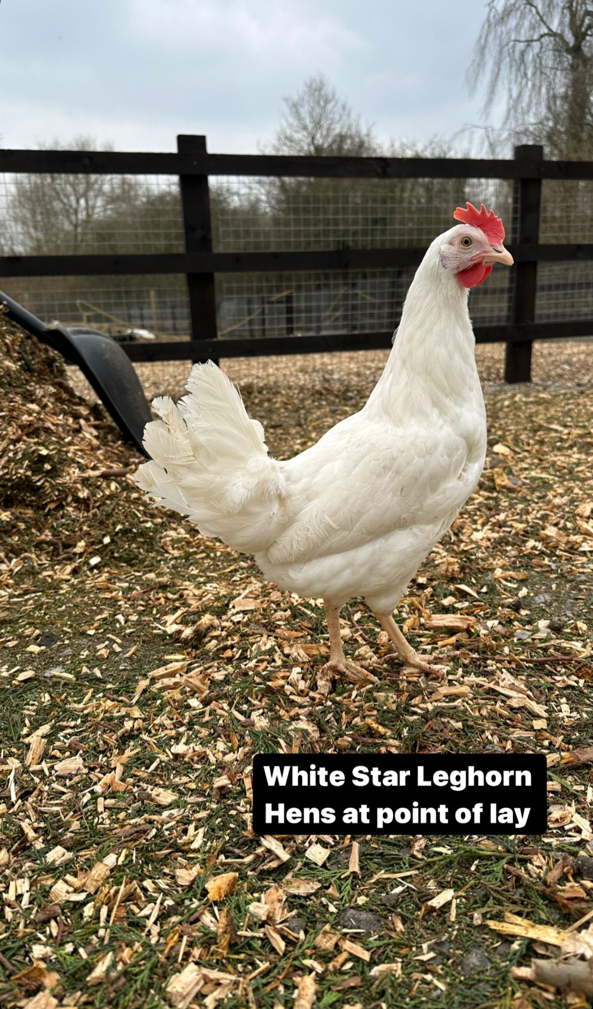 Hybrid Point of Lay Hens – New Cottage Poultry