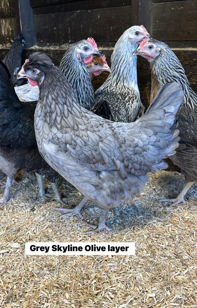 Hybrid Point of Lay Hens – New Cottage Poultry