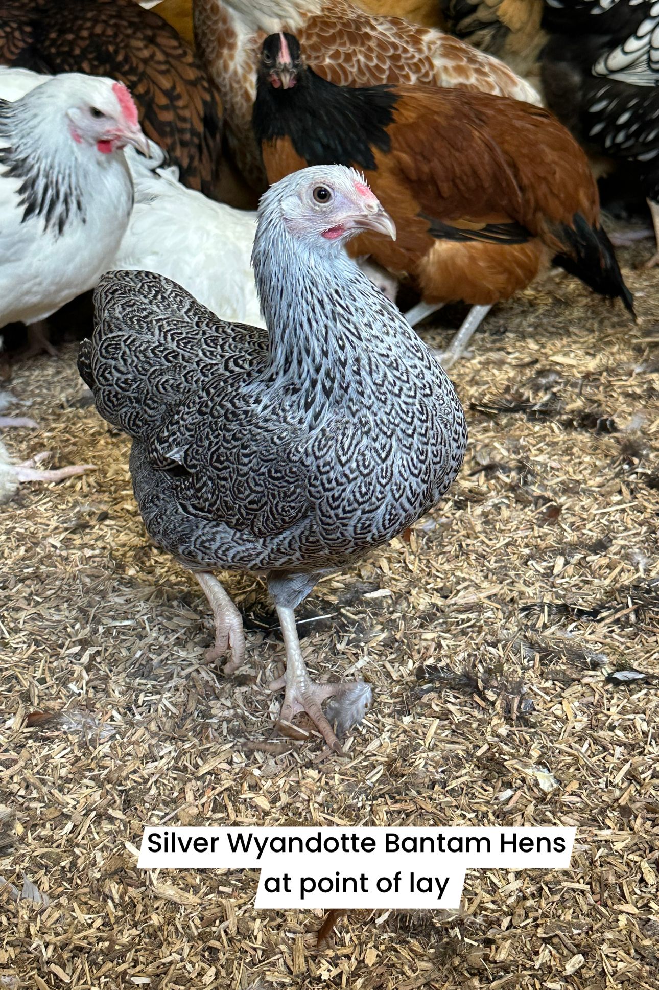Bantams – New Cottage Poultry